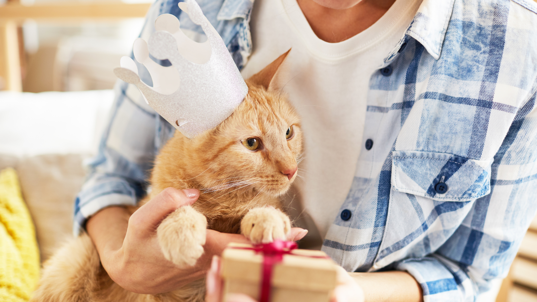 The 7 Most Spoilt Cat Breeds | RHR Pets