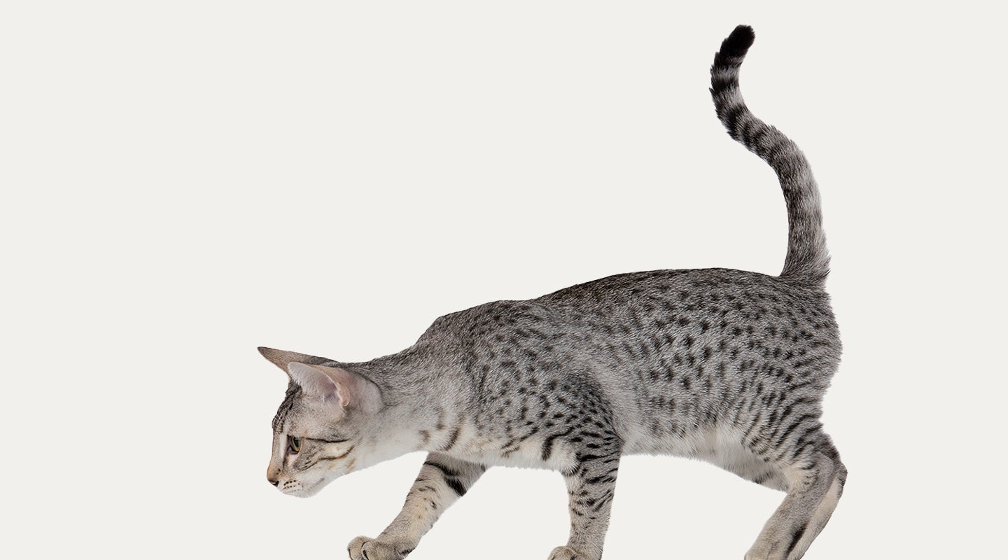RHRQuality cat trees for an Egyptian Mau at RHR Pets – tagged "Ragamuffin"