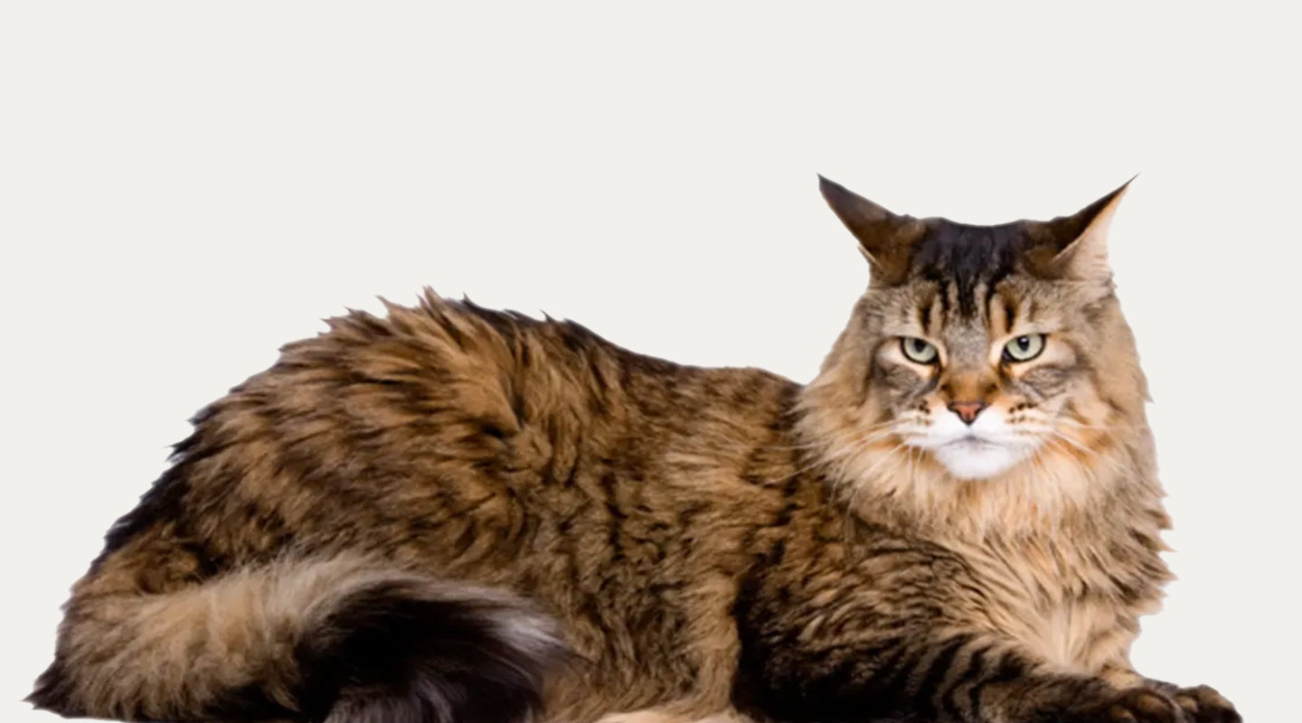 RHRQuality cat trees for Maine Coons at RHR Pets – tagged "Siberian cats"